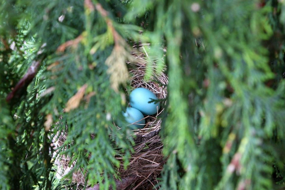 My First Children's Book