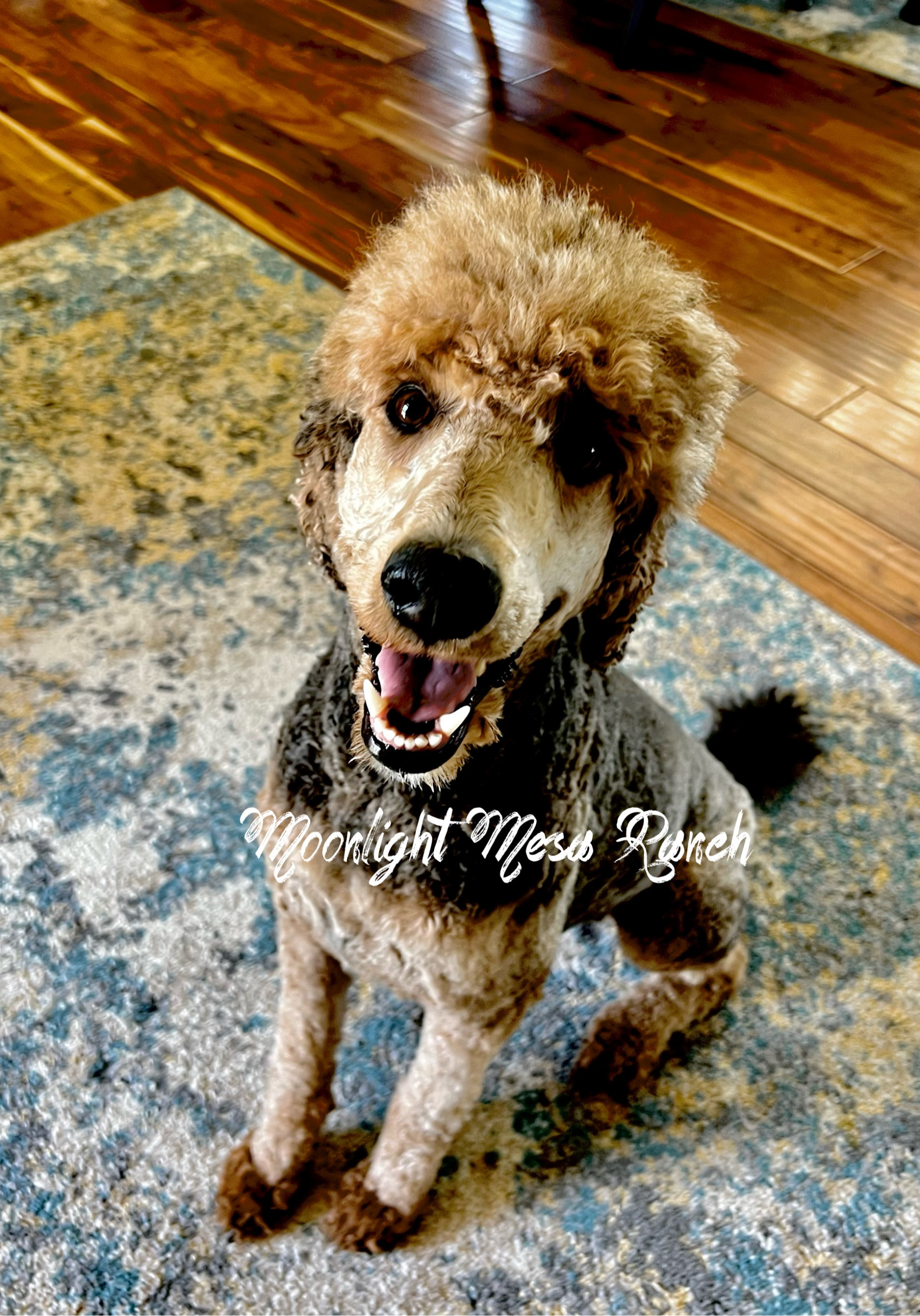 Sable Phantom Standard Poodle