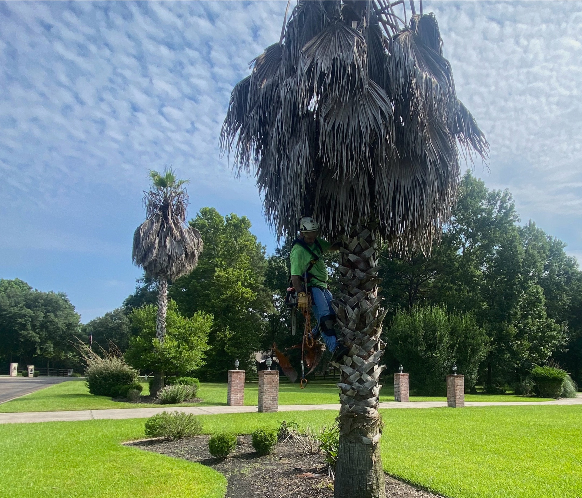 Perfectly Trimmed Palms Contact Us