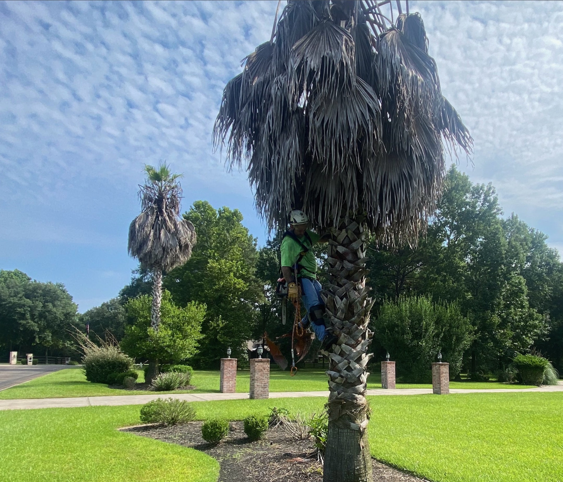 Professional Tree Trimming Service Houston | Perfectly Trimmed Palms