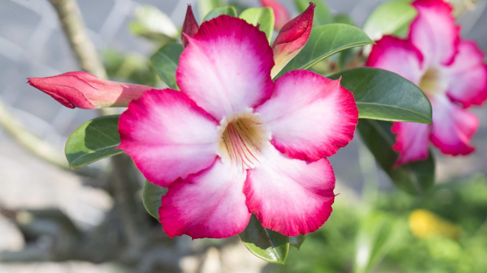 NestWyze | how to grow and care for desert rose adenium obesum