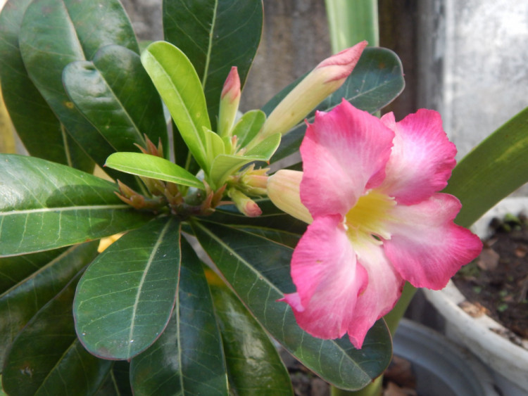 how to germinate desert rose seeds a step by step guide