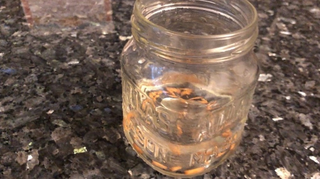 how to germinate desert rose seeds a step by step guide
