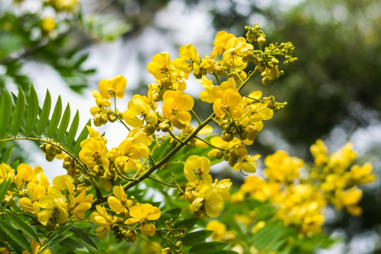 golden medallion trees how to care for cassia leptophylla