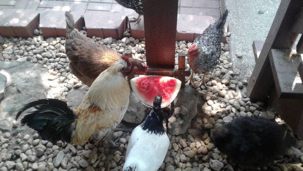 Bennett Grey Gamefowl