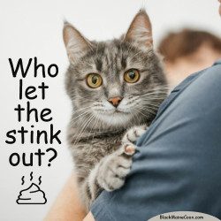 Why Do Cats Make Funny Faces after Smelling Something?