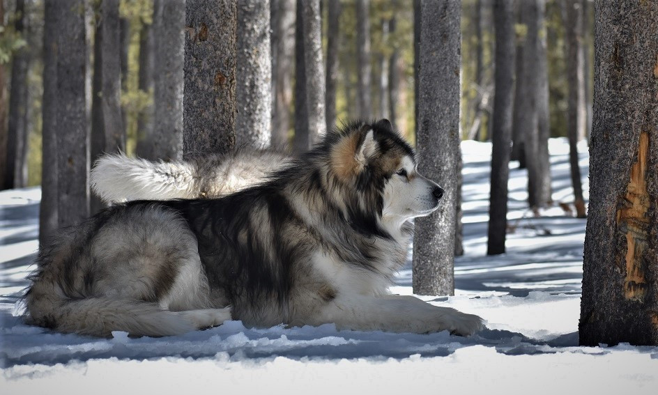 Home of the Snow Pack Malamutes of the Rockies. Fun loving active pack ...