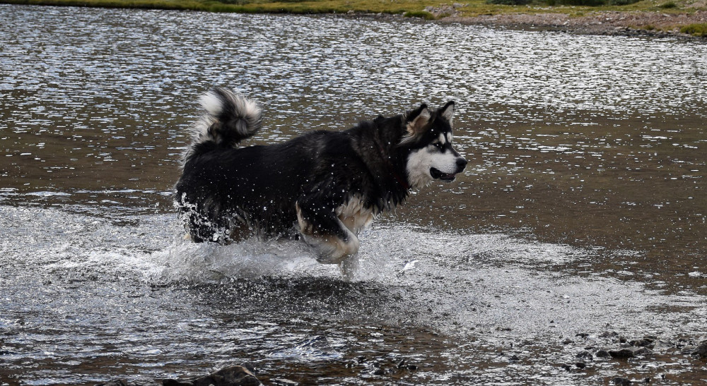Home of the Snow Pack Malamutes of the Rockies. Fun loving active pack ...