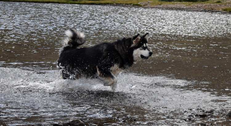 Home of the Snow Pack Malamutes of the Rockies. Fun loving active pack ...