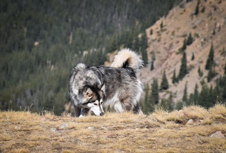 Home of the Snow Pack Malamutes of the Rockies. Fun loving active pack ...