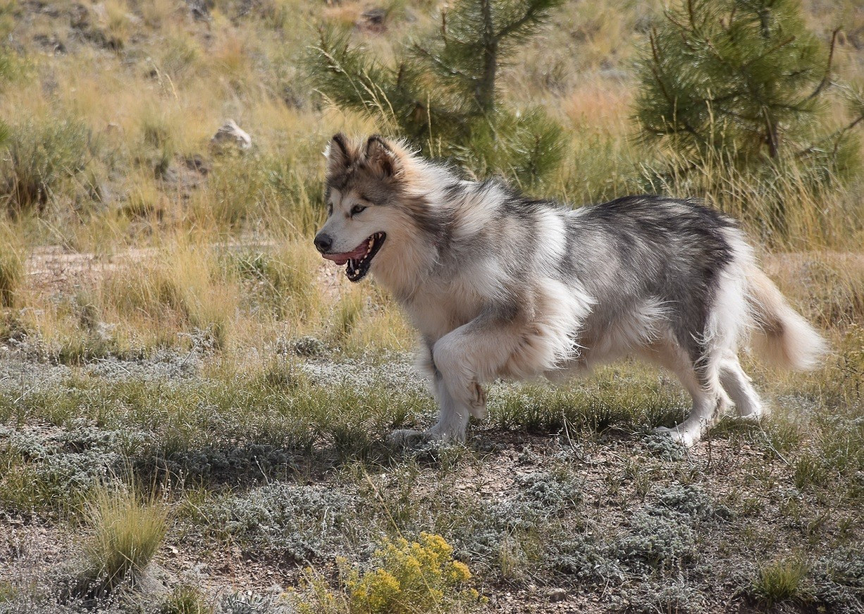 Home of the Snow Pack Malamutes of the Rockies. Fun loving active pack ...