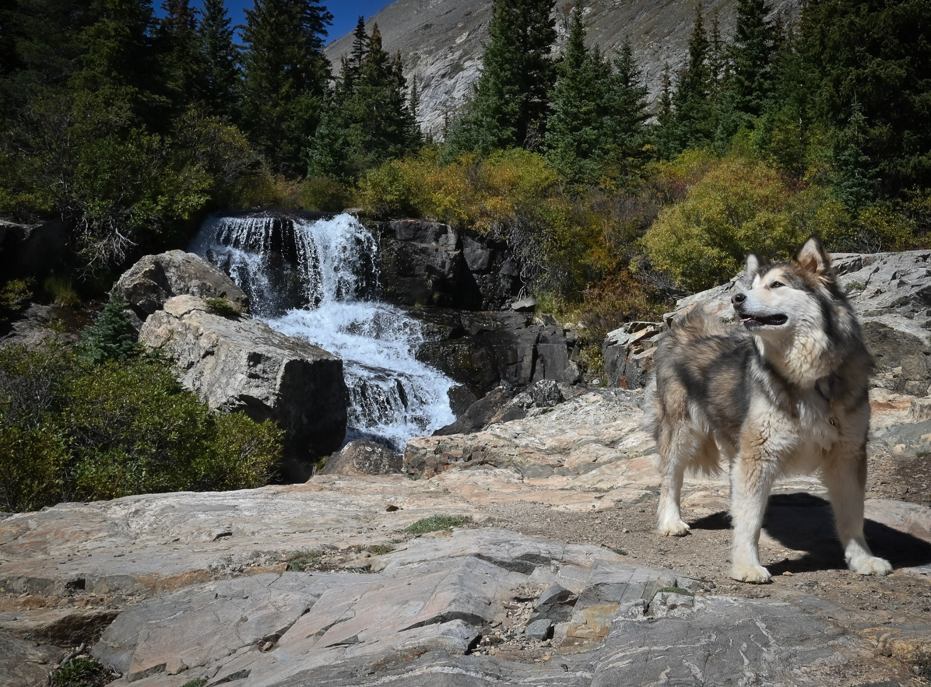 Home of the Snow Pack Malamutes of the Rockies. Fun loving active pack ...