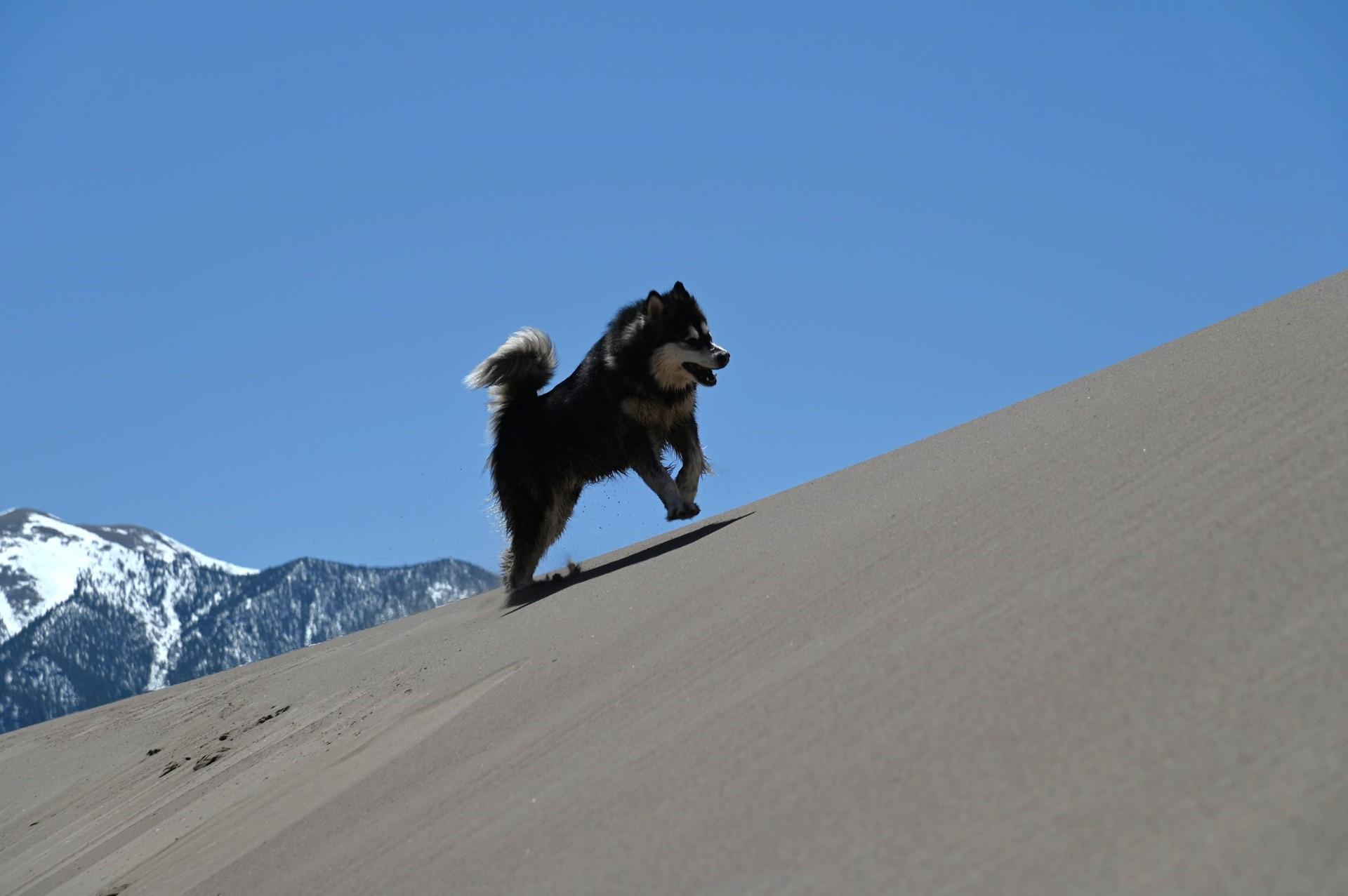Home of the Snow Pack Malamutes of the Rockies. Fun loving active pack ...