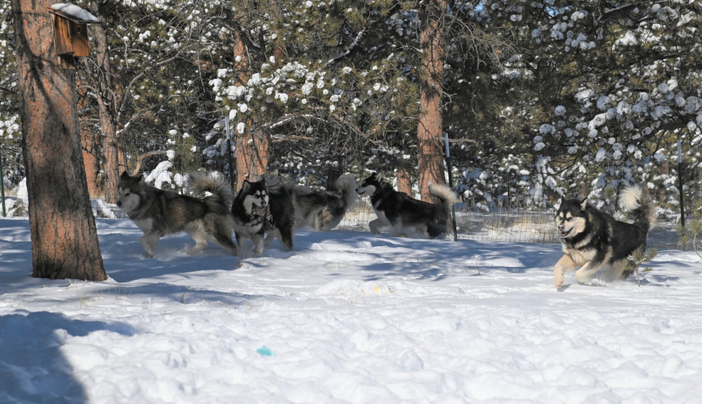 Home of the Snow Pack Malamutes of the Rockies. Fun loving active pack ...