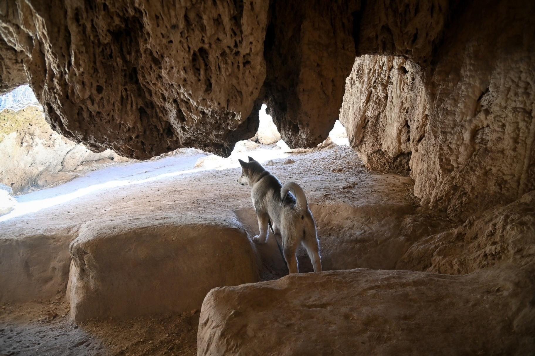 Home of the Snow Pack Malamutes of the Rockies. Fun loving active pack ...