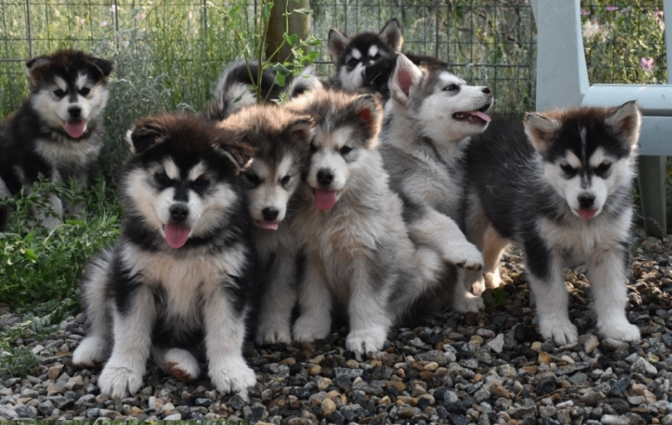 Home of the Snow Pack Malamutes of the Rockies. Fun loving active pack ...