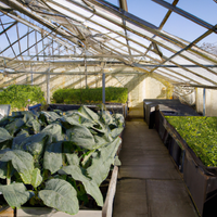 How Some Plants Deter Pests How Some Plants Deter Pests