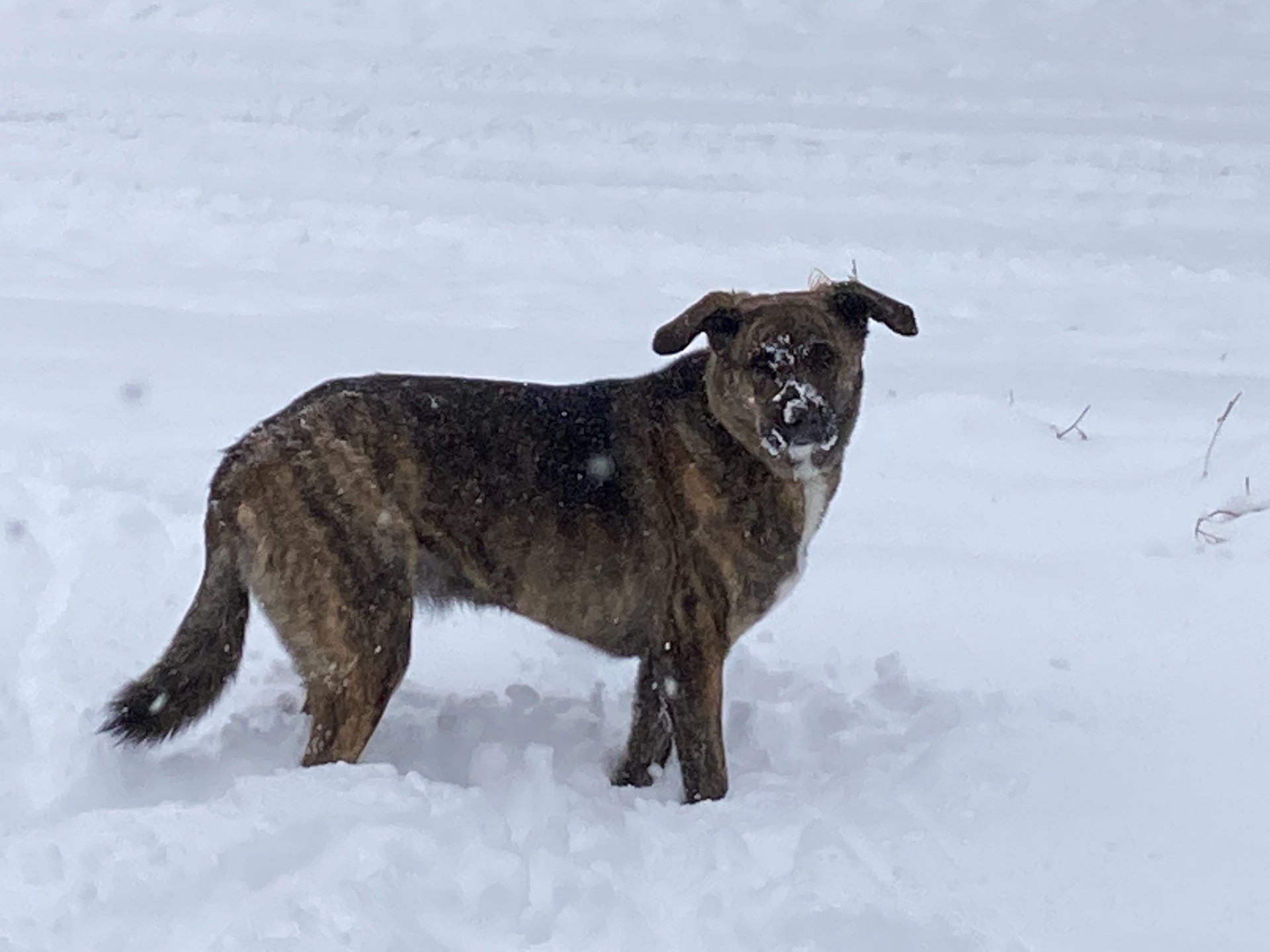 Rodent Trailblazer: Expert Rodent Pest Control & Entry Point Solutions