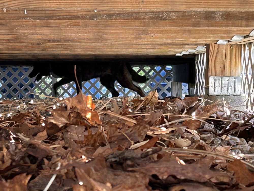 Rodent Trailblazer: Expert Rodent Pest Control & Entry Point Solutions