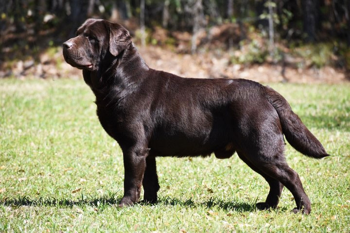 Home [www.masonsfarms.com]