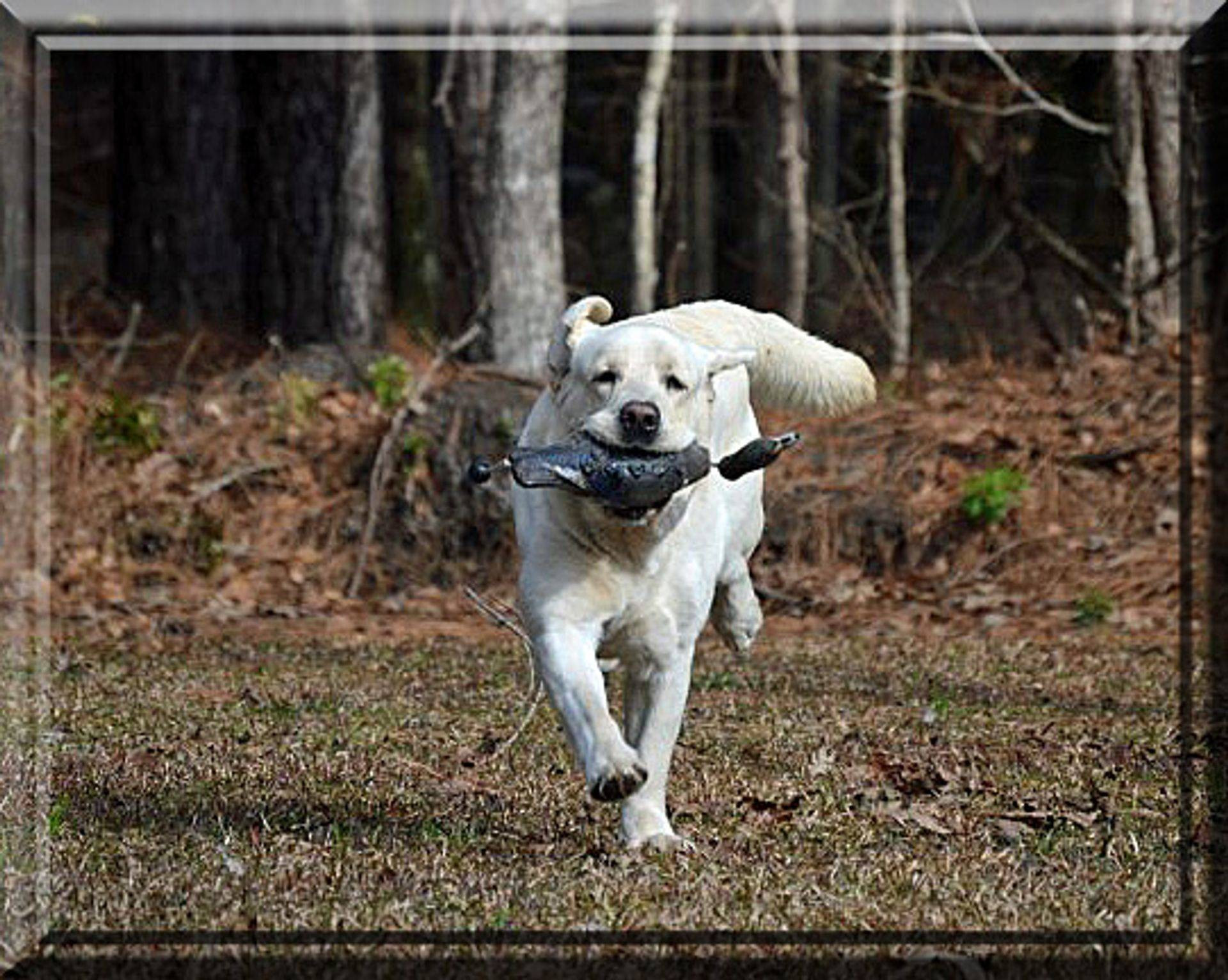 Home [www.masonsfarms.com]