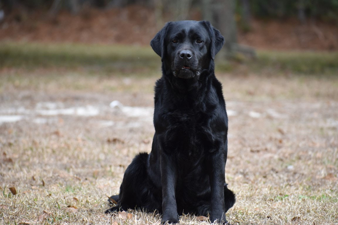 Home [www.masonsfarms.com]