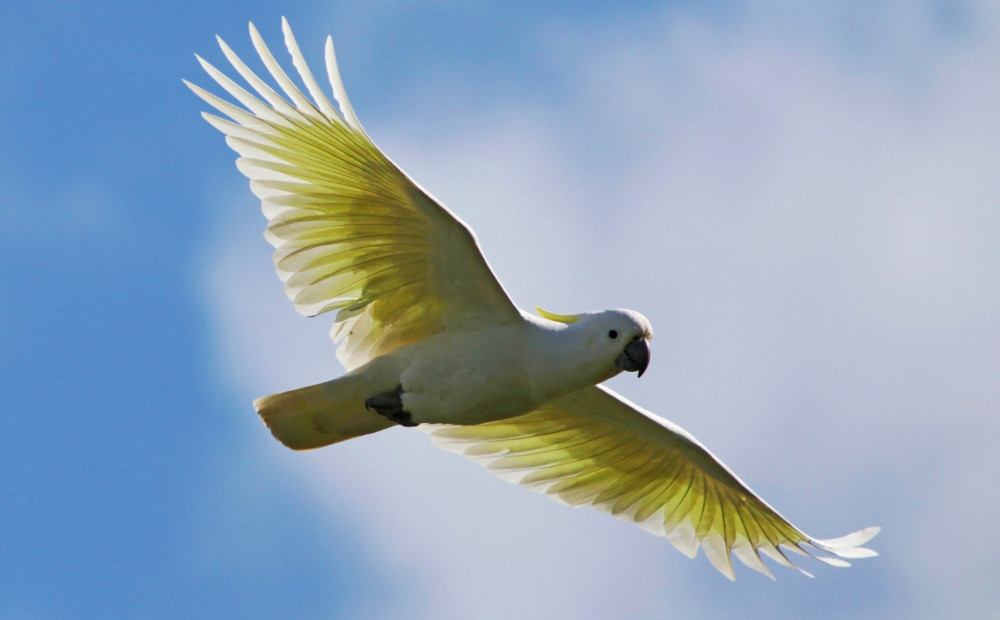 Home [www.amcai.org.au]