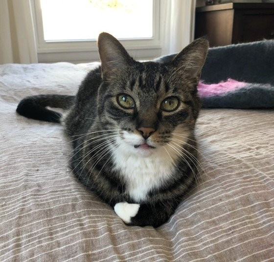 TC Paw Cat Rescue - Home