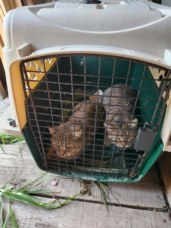 TC Paw Cat Rescue - Home