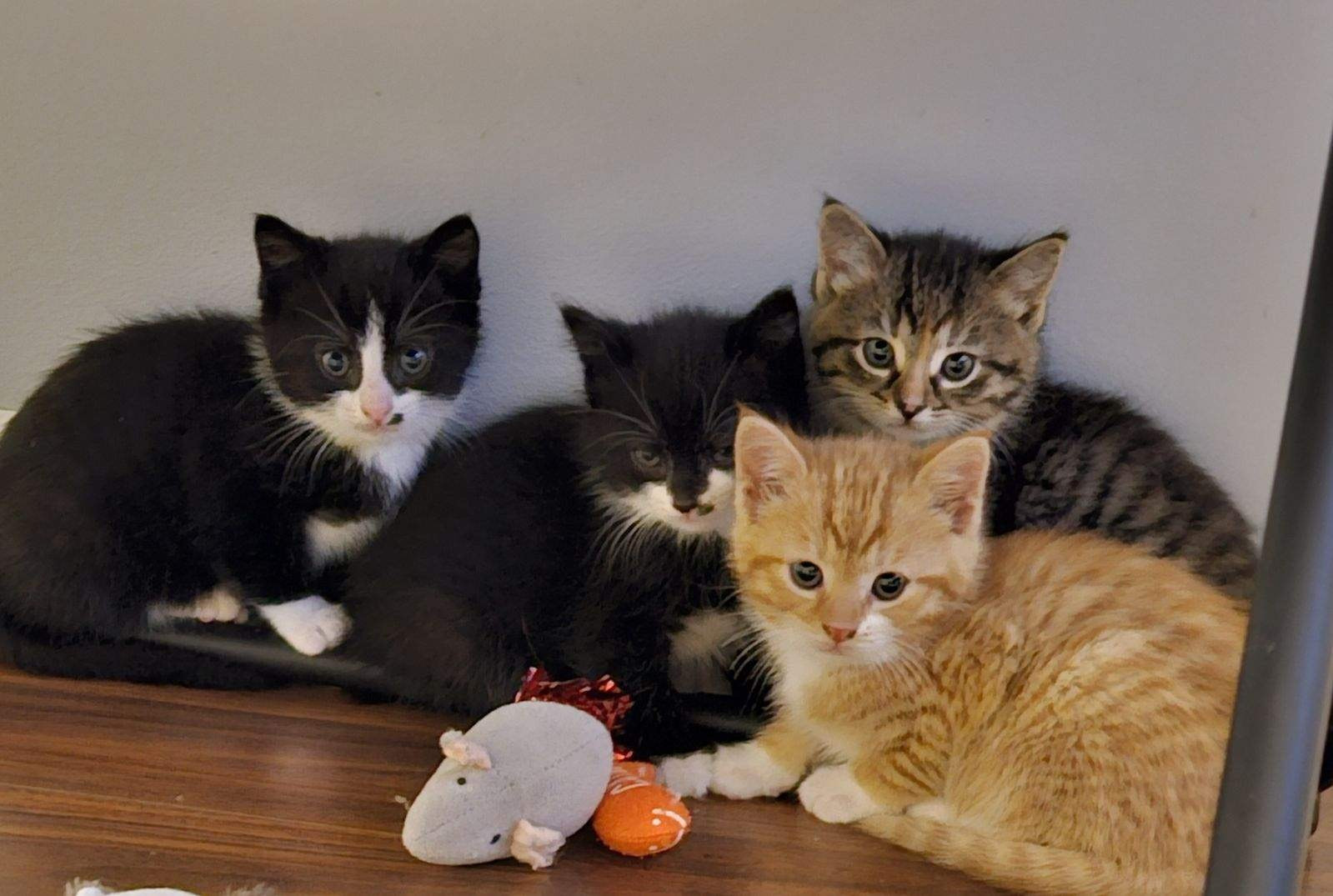 TC Paw Cat Rescue - Resources