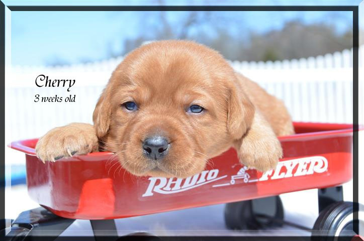 Home [www.horizonlabradors.com]