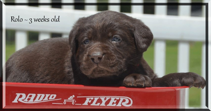 Home [www.horizonlabradors.com]