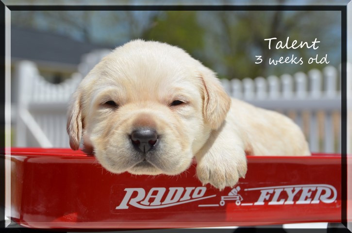 Home [www.horizonlabradors.com]