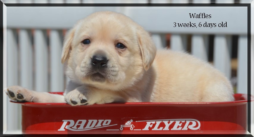 Home [www.horizonlabradors.com]