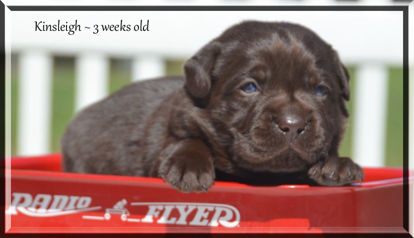 Home [www.horizonlabradors.com]