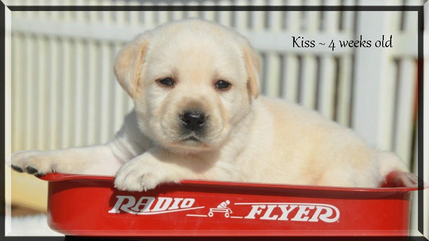 Home [www.horizonlabradors.com]