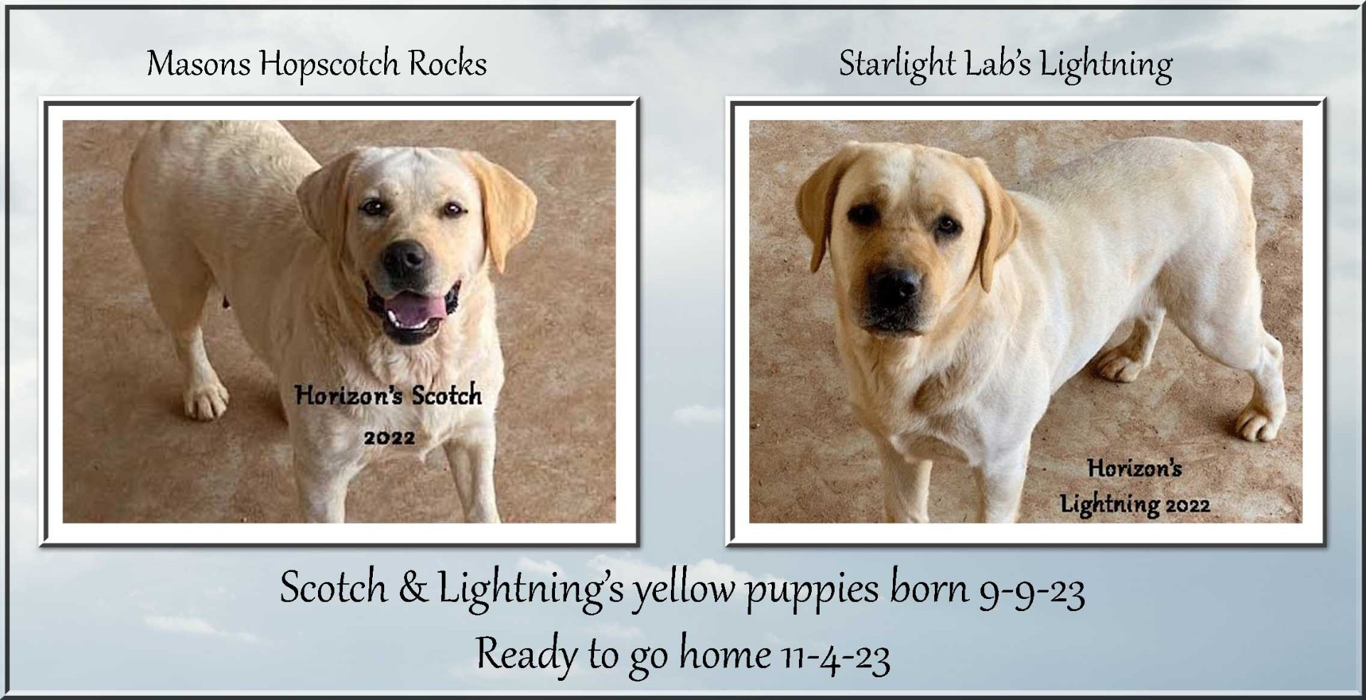 Scotch Lightning puppies