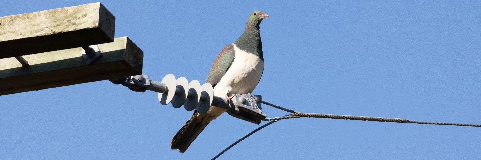 Project Kereru NZ