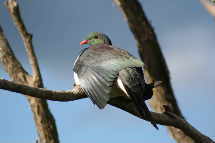 Project Kereru NZ