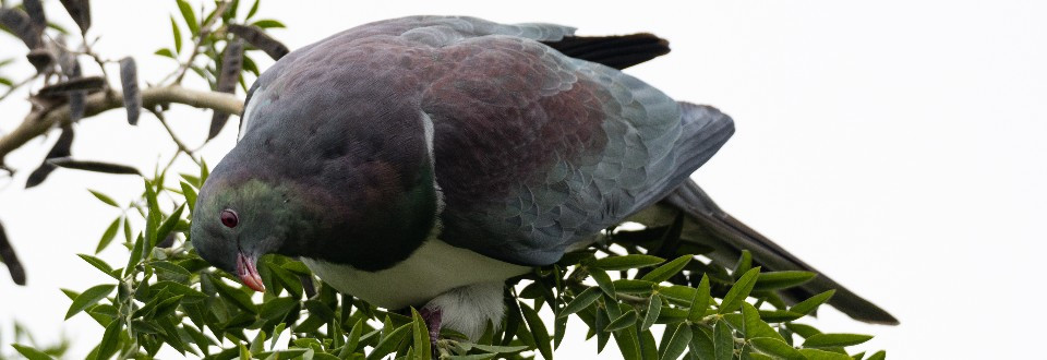 Project Kereru NZ