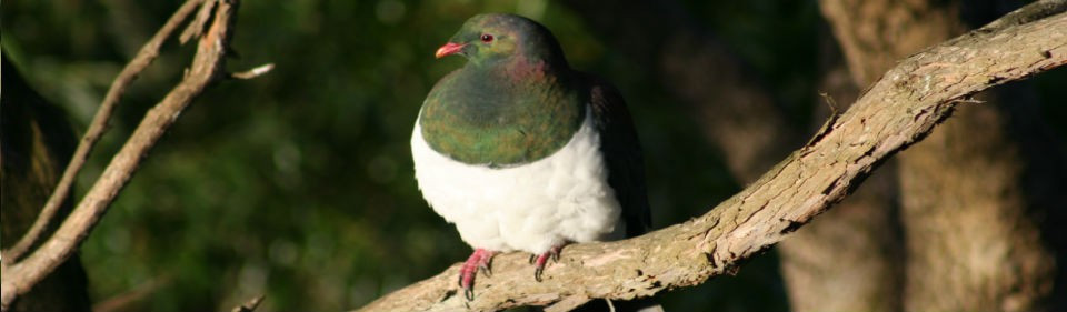 Project Kereru NZ