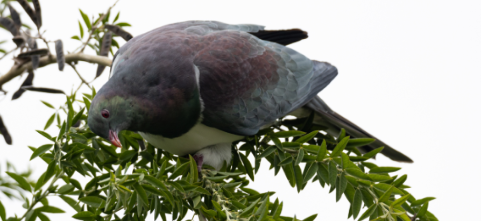 Project Kereru NZ