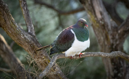Project Kereru NZ