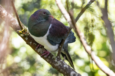 Project Kereru NZ