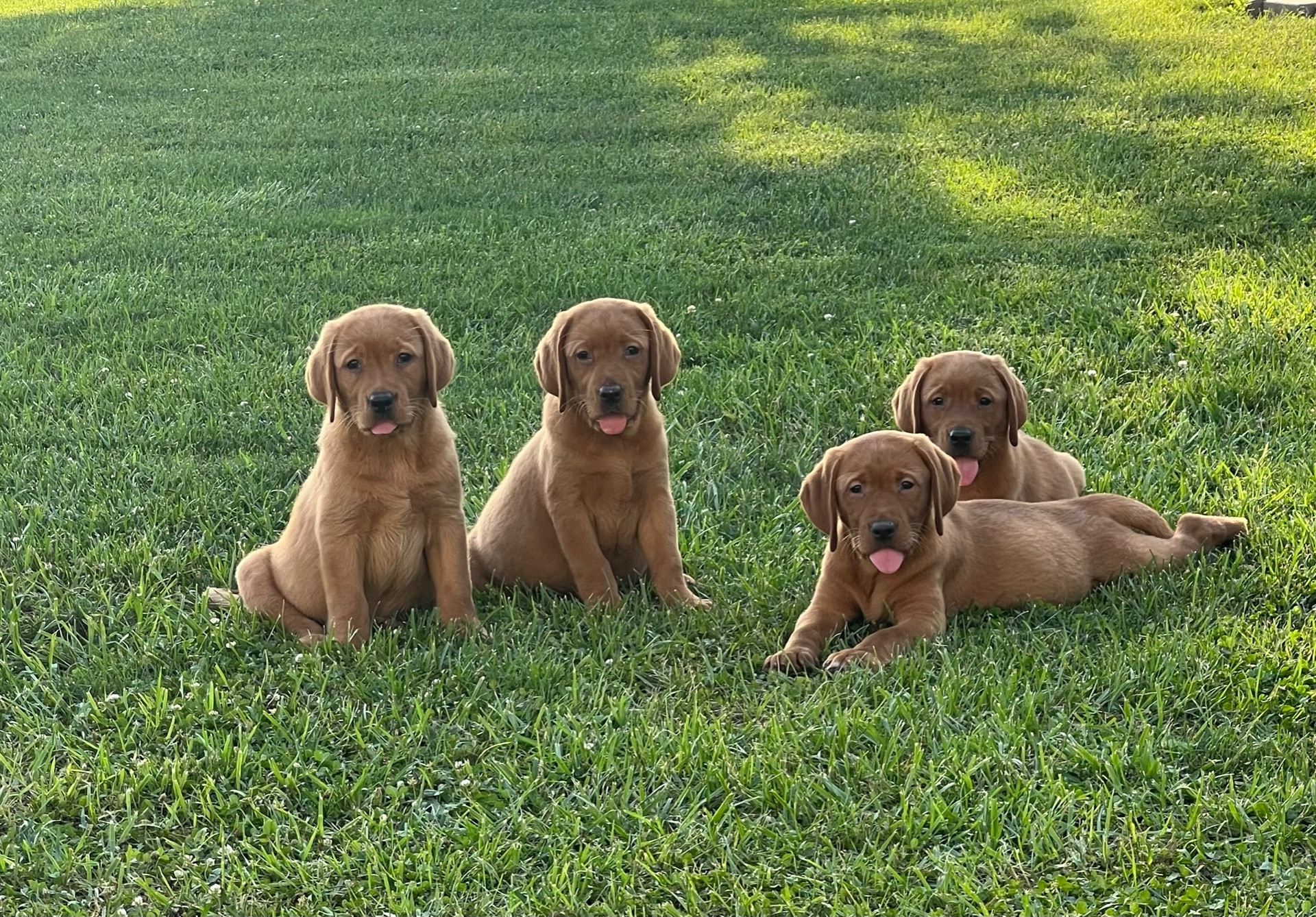 Home [www.buckbranchlabs.com]