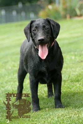 Home [www.buckbranchlabs.com]