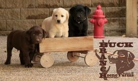 Home [www.buckbranchlabs.com]