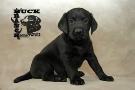 Home [www.buckbranchlabs.com]