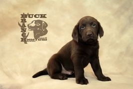 Home [www.buckbranchlabs.com]