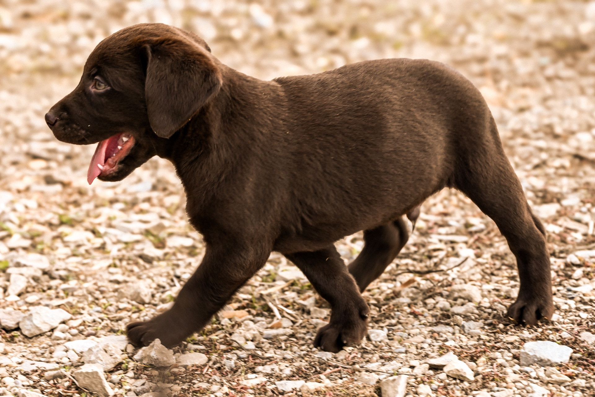 Home [www.buckbranchlabs.com]